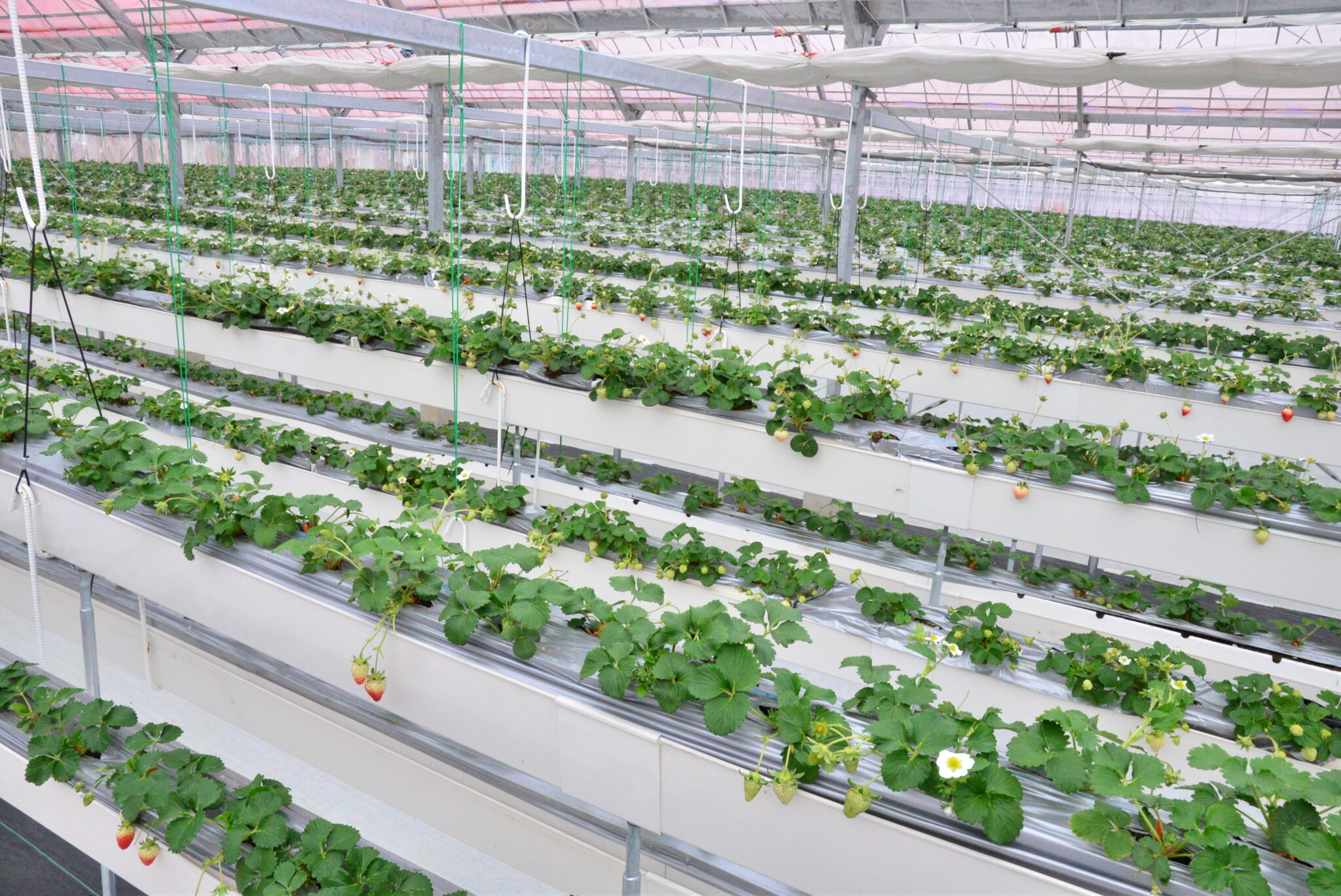 Japan's Rare Strawberry with Rich Peach Taste?! | | Muslim Tourist ...