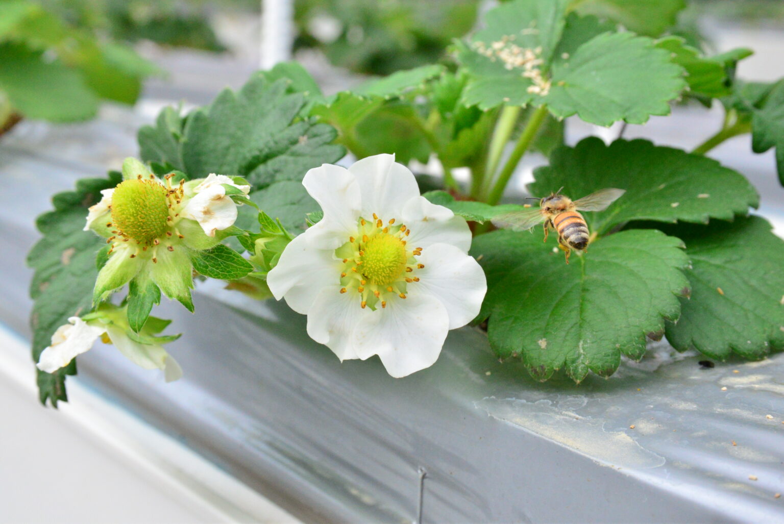 Japan's Rare Strawberry with Rich Peach Taste?! | | Muslim Tourist ...