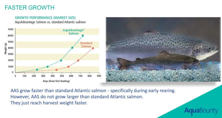 World's first gene edited fish now on the market | | Muslim Tourist ...