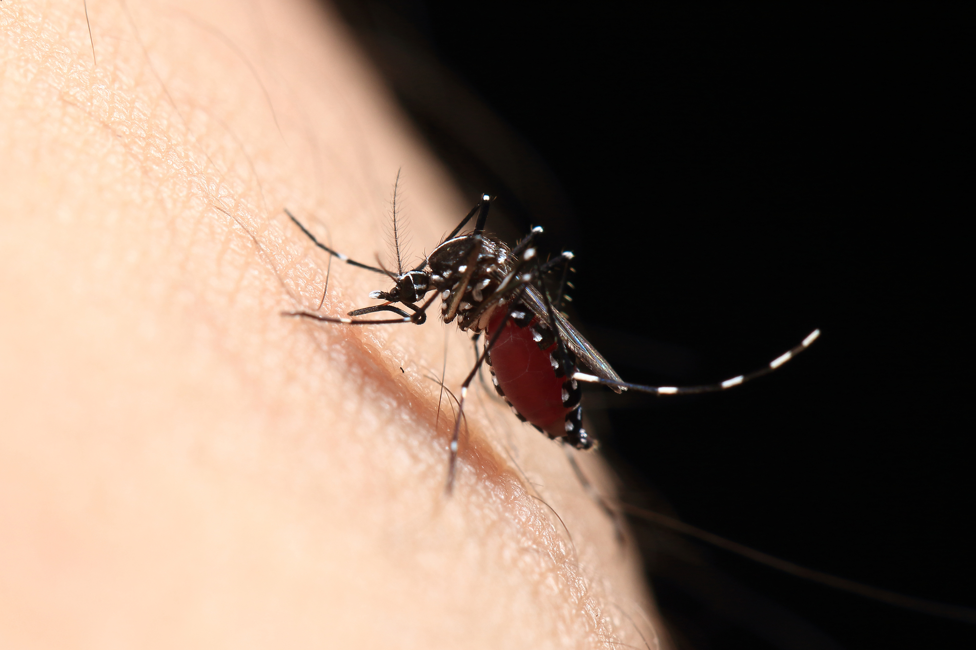 Kao to save lives from mosquito with new product | | Muslim Tourist ...