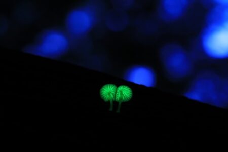 Japanese universities create glowing tree for non-electric lights ...