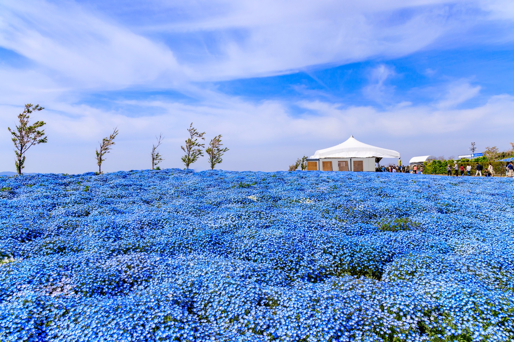 A sea of platinum blue! 1 million nemophila flowers bloom at Maishima ...