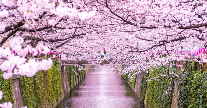 Cherry blossom forecast 2023: Get ready to greet 'sakura' season in ...