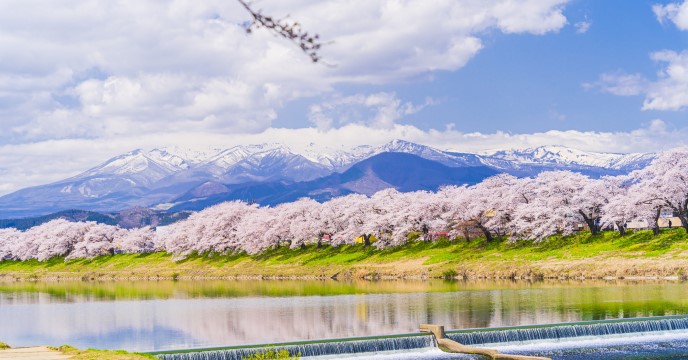 2-Day Muslim-friendly trip in Sendai for cherry-blossom hunting ...