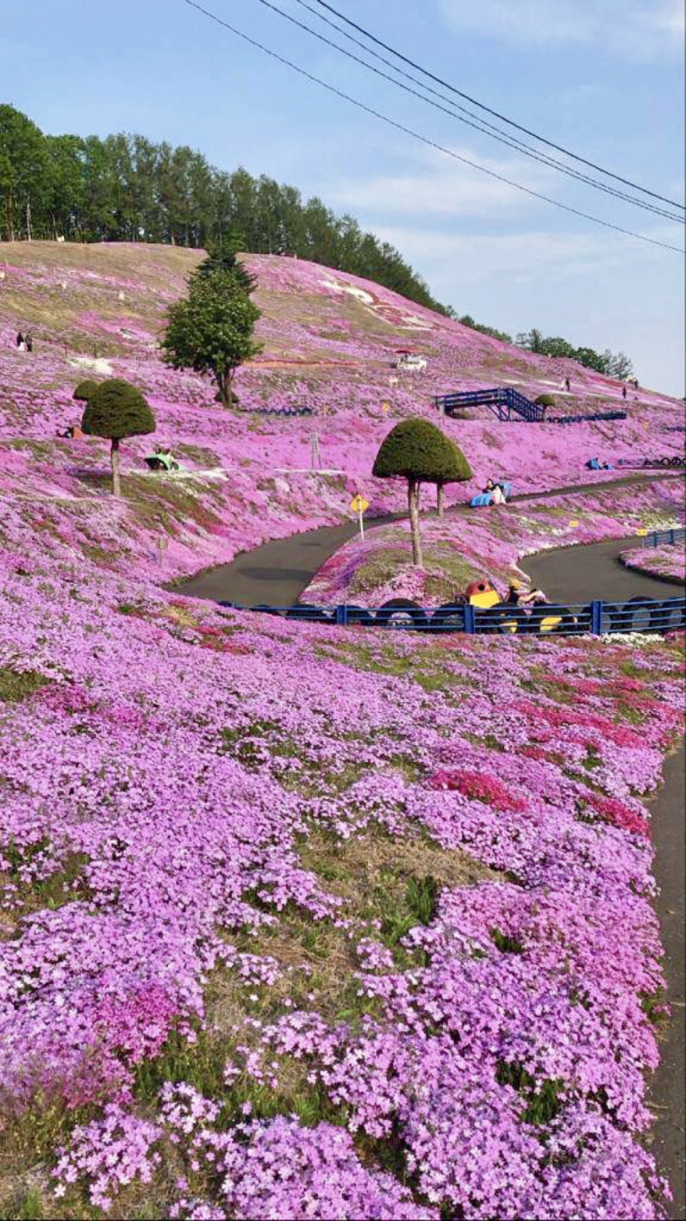 Blooming Shibazakura: Another Spring Beauty in Eastern Hokkaido ...
