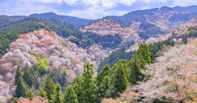 Chasing the Blossoms: Discover Japan's Top 5 Stunning Hanami ...